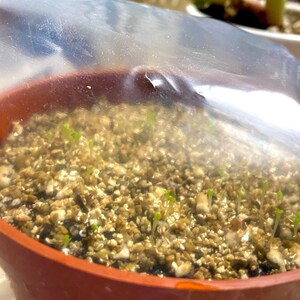 Tiger's Jaw 10 Seeds Succulent Seeds - Etsy Canada