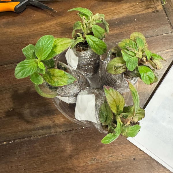 Organic Long Grain Rice Seeds (oryza Sativa) – High-yielding, Staple ...