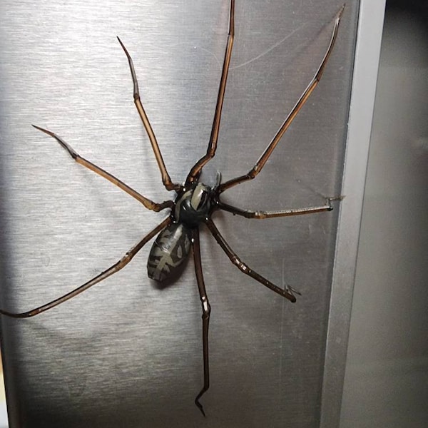 Plastic Spider as an Earring | Neon Green Realistic Giant House Spider ...