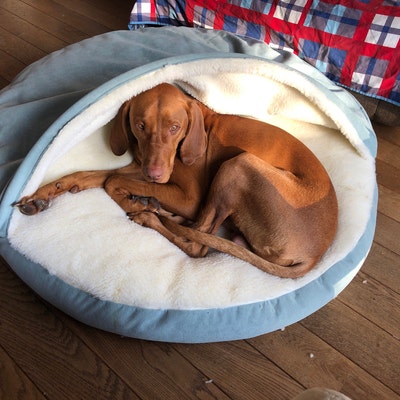 Dog Bed Insert Pillow Stuffing Cushion Insert for Size S - Etsy