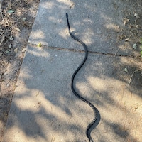 Sneaky Snake Hand Forged Garden Ornament-great for Scaring Birds Away ...