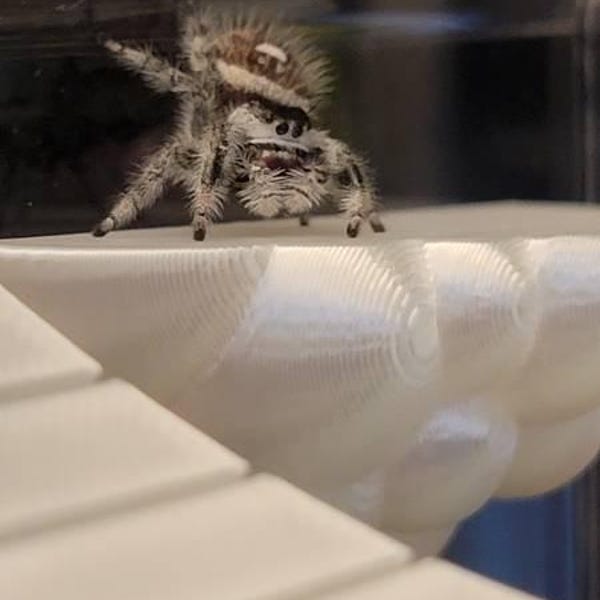 3D Universal Treehouse Insert for Jumping Spiders and Invertebrate ...