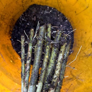 Carex Lurida Shallow Sedge Bareroot Wetland Restoration Live Plant ...