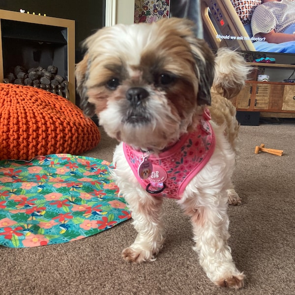 Adjustable Dog Harness for Extra Small Puppies to Large Dogs ...