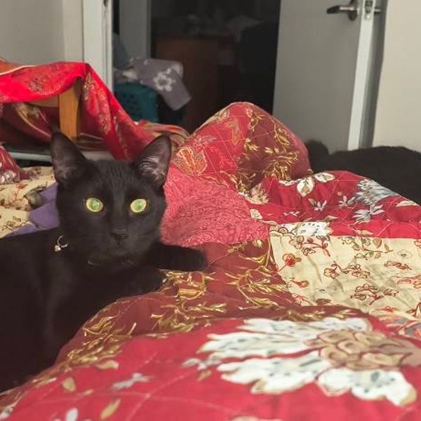 Jigsaw Puzzle Cat Collar - Colorful Autism Awareness Pattern ...