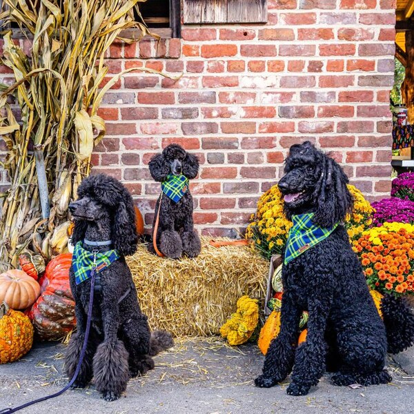 Dog Scarf Winter Pet Scarf Buffalo Plaid Puppy Scarf X Mas Dog Scarf ...