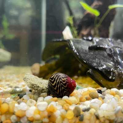 Snail Snacks 8oz, Food Pellets, Mystery Snail, Ramshorn Snail, MTS ...