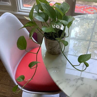 Pothos in Hanging Planter - Etsy