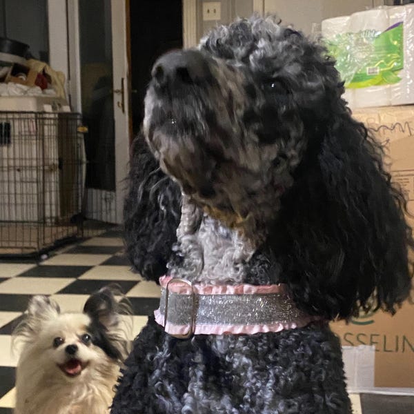 Pink Ruffle Dog Collar, Silver Glitter Dog Collar for Large Dogs ...