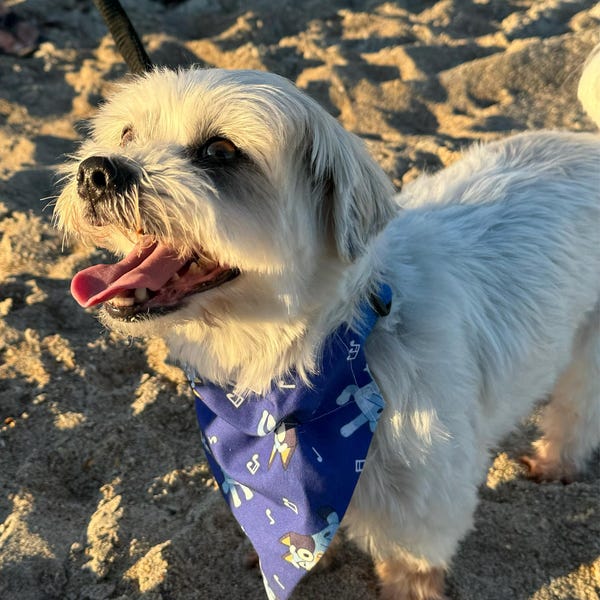 Over the Collar Reversible Dog Bandana - Wisconsin Badgers, Milwaukee ...