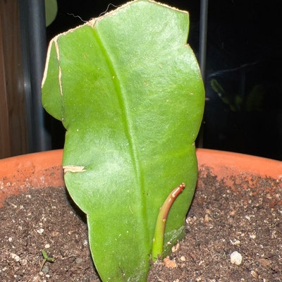 Epiphyllum Medora,one Live Plant in Pot ,hard to Find. - Etsy Canada