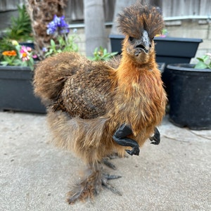 3D Printed Chicken Arms Velociraptor T-rex Dinosaur Arms Various Colors ...