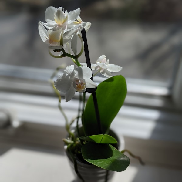 Mini Moth Orchid all in Full Bloom 11/23/2024 - Etsy