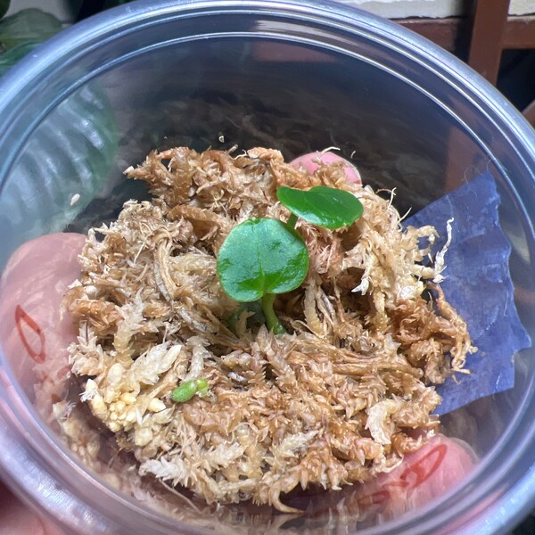 Anthurium papillilaminum RA2 X Forgetti X Besseae Aff Tiny Seedlings - Etsy