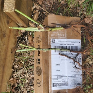 10 Fantasy Melon Seeds 028 - Etsy