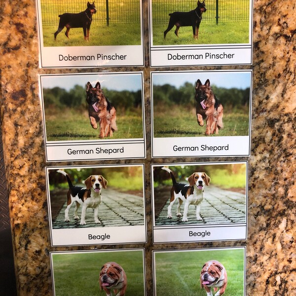 ORGANS, Halloween, Montessori Three Part Cards, Safari LTD Toobs, Flash ...