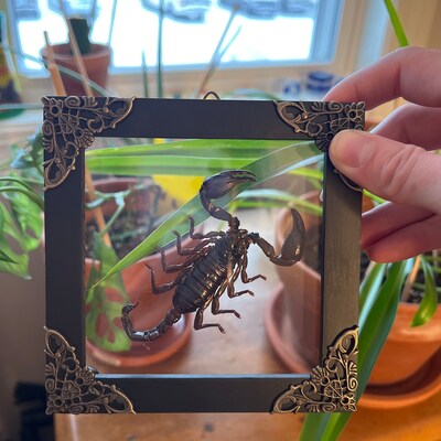 Scorpion Frame Taxedermy Black Wall Decor Gothic Artwork, Preserve ...
