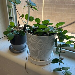 Hoya Lacunosa Leopard Skin 2-inch Exact House Plant - Etsy