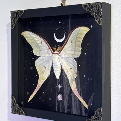 Real Framed Giant Actias Luna Moth 3D Floating Shadow Box Insect ...