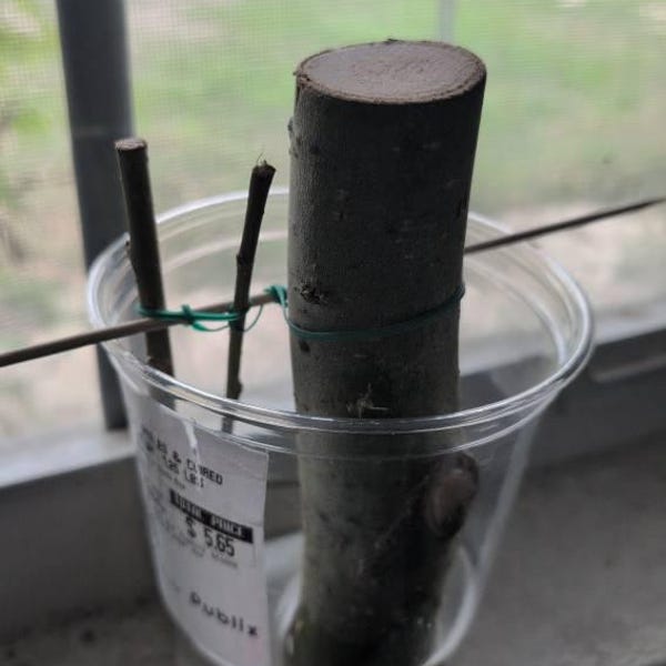 20 Trident Maple Bonsai Tree Seeds – Grow Acer Buergerianum – Japanese ...