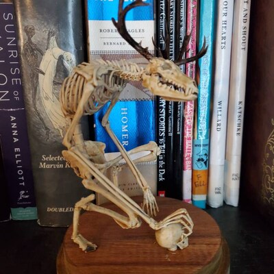 Sphinx Skeleton, Curiosity Cabinet - Etsy