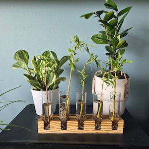 Bristlecone Pine. Pinus Aristata. Natural Dwarf. Young Tree Ready for ...