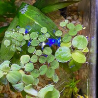 Floating Plant Package 1, Frogbit Dwarf Water Lettuce Water Spangles ...