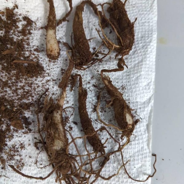 Organic Wild Ramps Bulbs, Bare Roots - Allium Tricoccum - Etsy