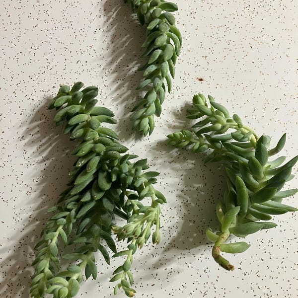 Rhipsalis Bacifera Ssp. Mauritiana ferrari 4 Unrooted Cuttings - Etsy