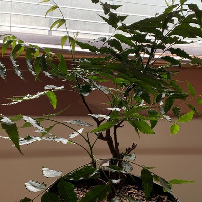 Startup Neem Plant Sadao Azadirachta Indica Plant Sorry We - Etsy