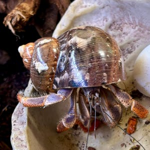 Conch Florida King Crown Conch Seashell Handpicked on Marco Island or ...