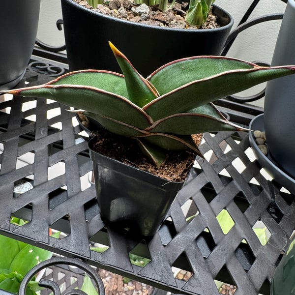 Scindapsus Lucens/anadendrum Affine/shingling Vine/pothos/philodendron ...