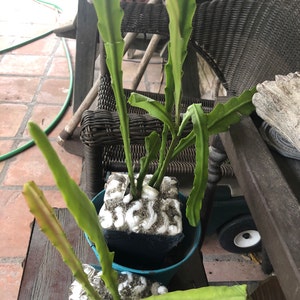 Cardinal Basil Ocimum Basilicum Organic GMO Free 75 Seeds | Etsy