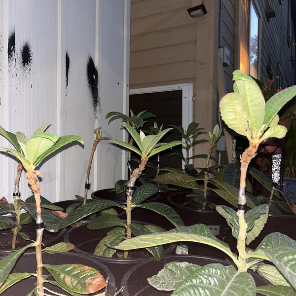 6 Rare BIG FRUIT Loquat Cuttings, White Flesh Hybrid, Big Jim ...