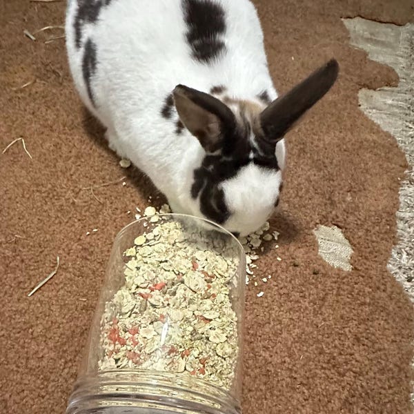 Organic Pea Flakes 225g (7.93 Ounces) Hamster Guinea Pig Rabbit Treats ...