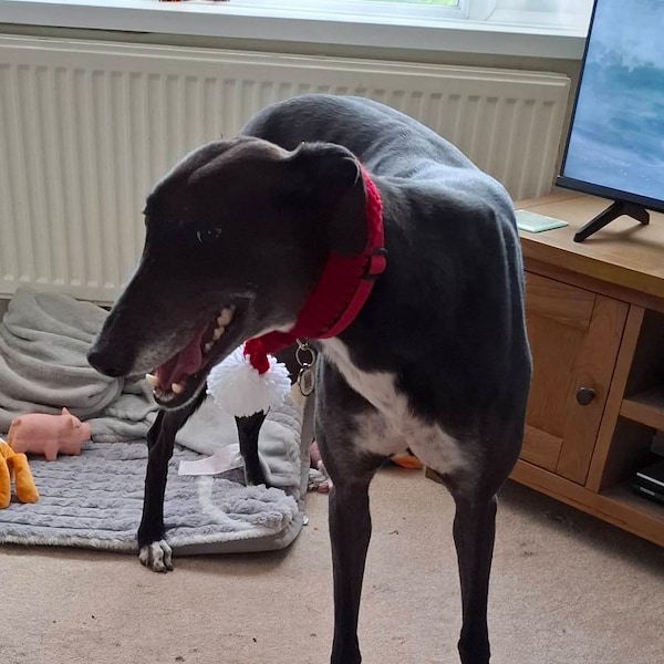 Christmas Dog Scarf With Pompom - Available in 4 Colour Schemes - Santa ...