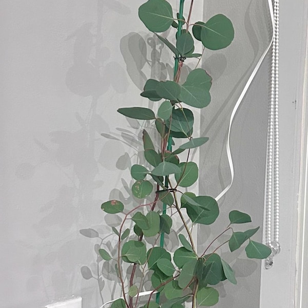 Live Mother of Millions / Devil’s Backbone / Kalanchoe Delagoensis - Etsy