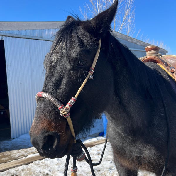 Handmade Bosal Set, 40 Plaits Rawhide Natural & Black Bosal Set, Bosal ...
