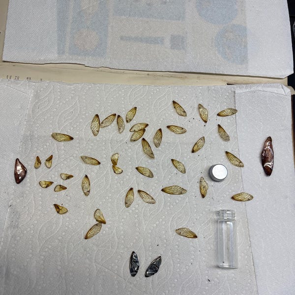 Real Dried Cicada-wings Open- Brood XIII(13) 17 Year Magicicada Genus ...