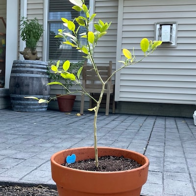 Treesagain Potted Key Lime Tree Citrus Aurantiifolia 3 to 5 Inches - Etsy