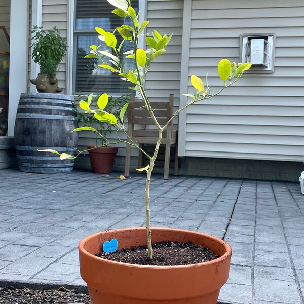 Treesagain Potted Key Lime Tree - Citrus × Aurantiifolia - 7 to 16 ...