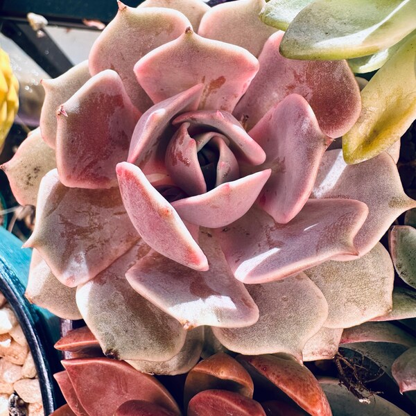 Echeveria Pink Diamond, Rare Succulent, Pink Lola Hybrid Succulent ...