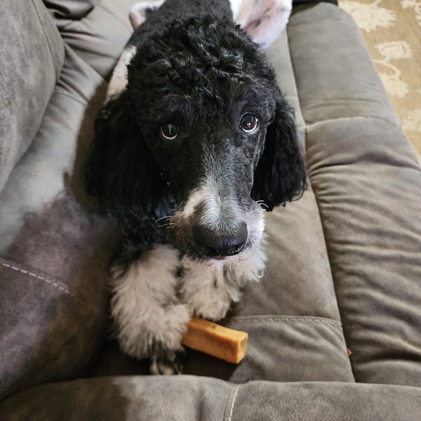 Stuffed Beef Gullet Sticks Dog Chews! Try Them! - Etsy