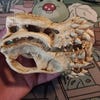 Predalien Skull Based on Giger Art(aliens VS Predator) - Etsy