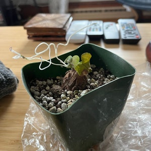 Stapelia Rufa - Etsy