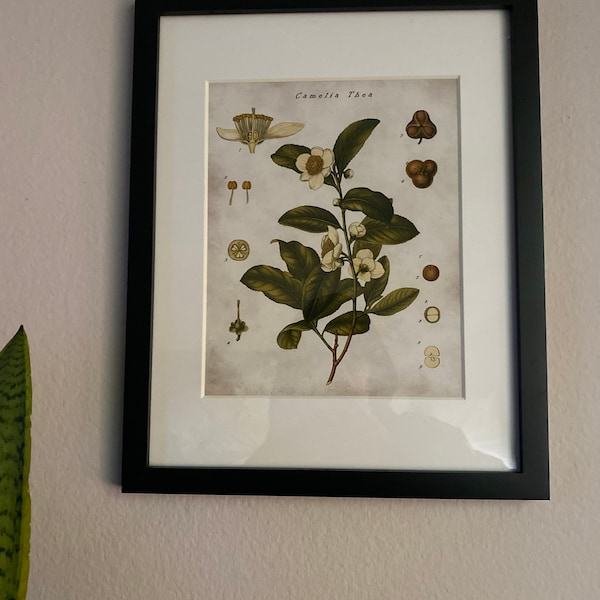 Tea Plant Print, Tea Poster, Tea Wall Art, Kitchen Poster, Tea Idea ...