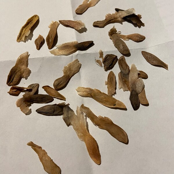 Prosopis Cineraria Khejri Khejra, Sami, Shami 200 - 2,500 Seeds - Etsy