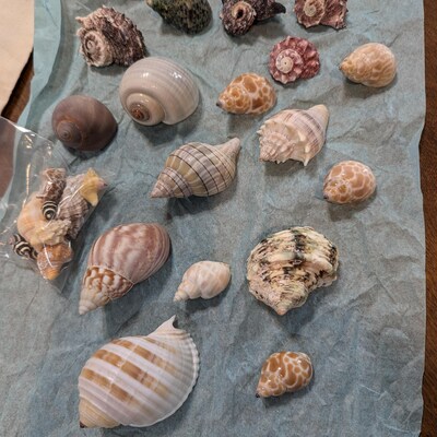 Conch Florida King Crown Conch Seashell Handpicked on Marco Island or ...