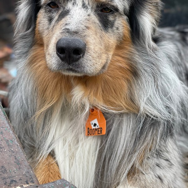 Custom Dog Tag Allflex Livestock Tags - Laser Engraved Personalized Pet ...