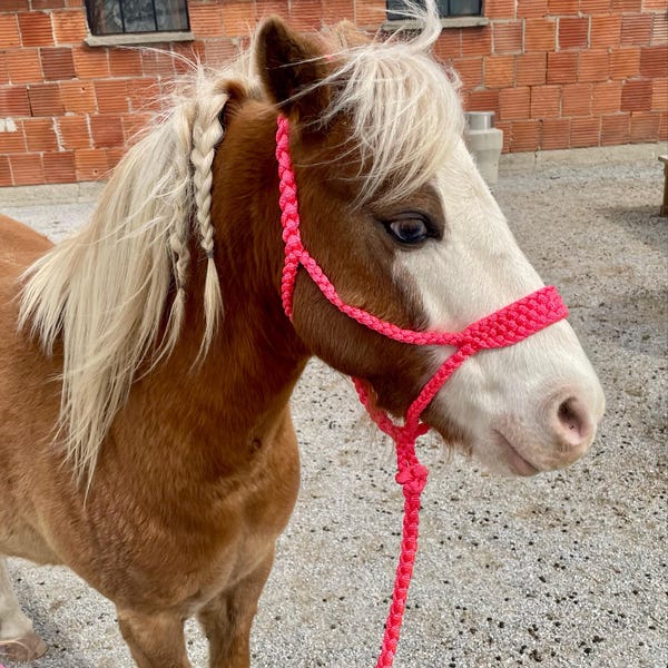 4-knot Rope Halter Only - Assorted Colors - Newborn/foal/mini/yearling/weanling/arabian/average ...